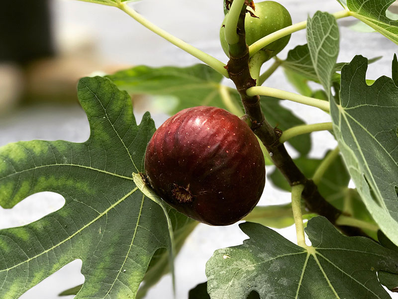 Project Report For Fig Farming | Best Sharda Associates 2026