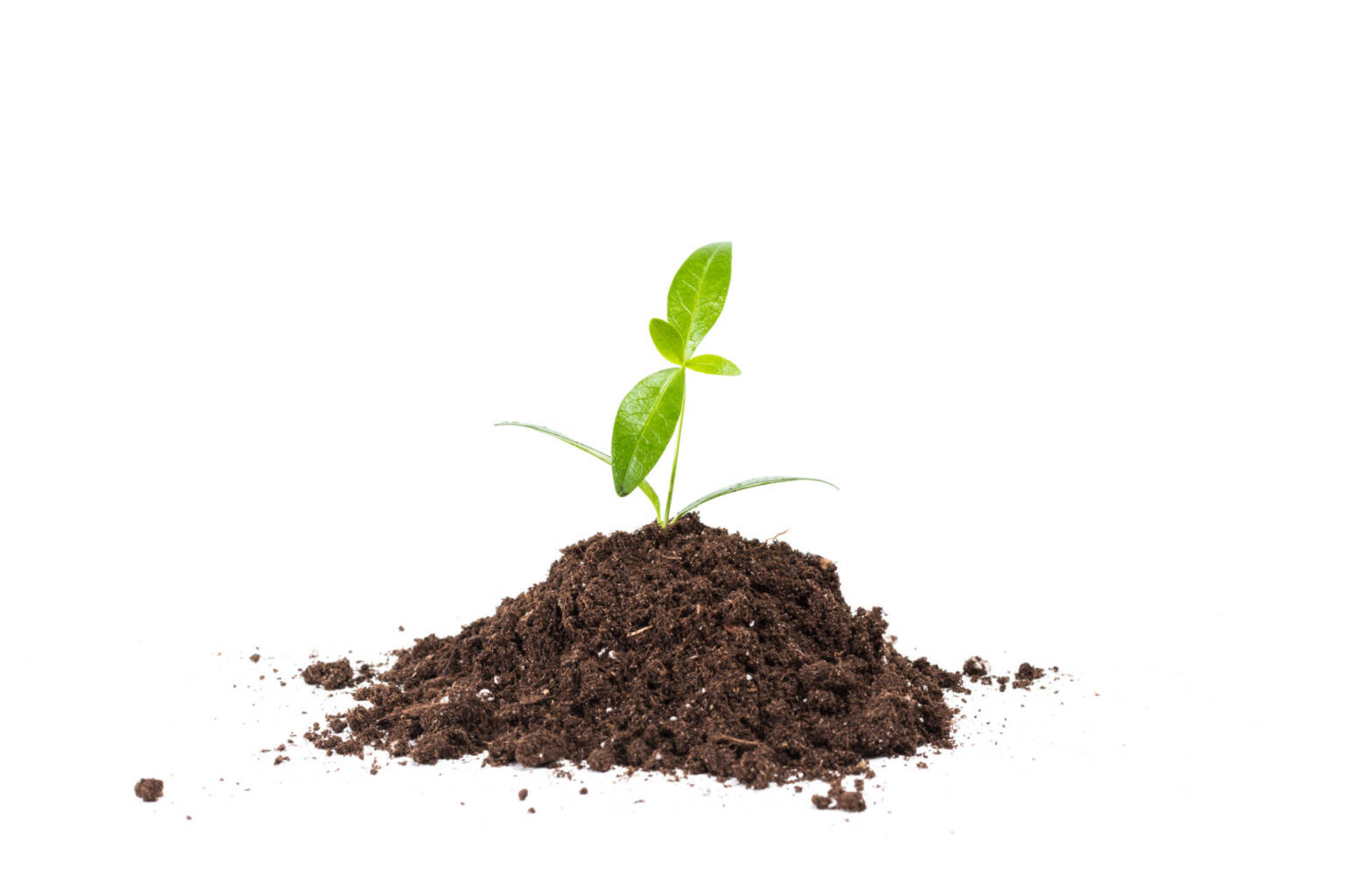 Project Report For Bio fertilizers | Best sharda associate 2026
