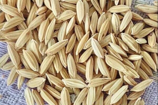 Project Report For Paddy Seed Processing | Sharda Associates